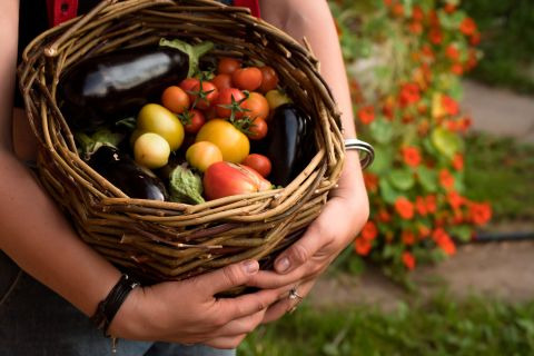 Formation | Récolte et conservation